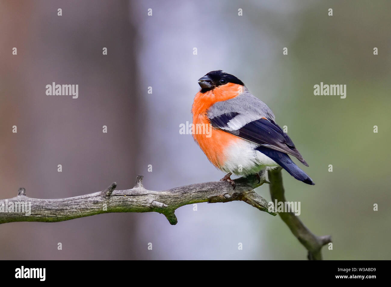 Gimpel vogel -Fotos und -Bildmaterial in hoher Auflösung – Alamy
