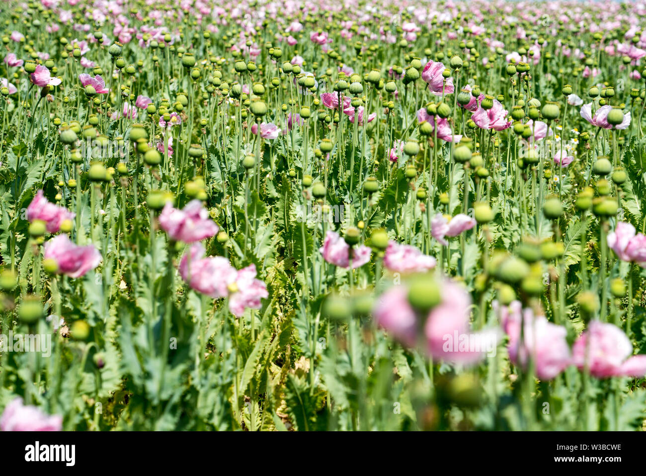 Mohnfeld mohn -Fotos und -Bildmaterial in hoher Auflösung – Alamy