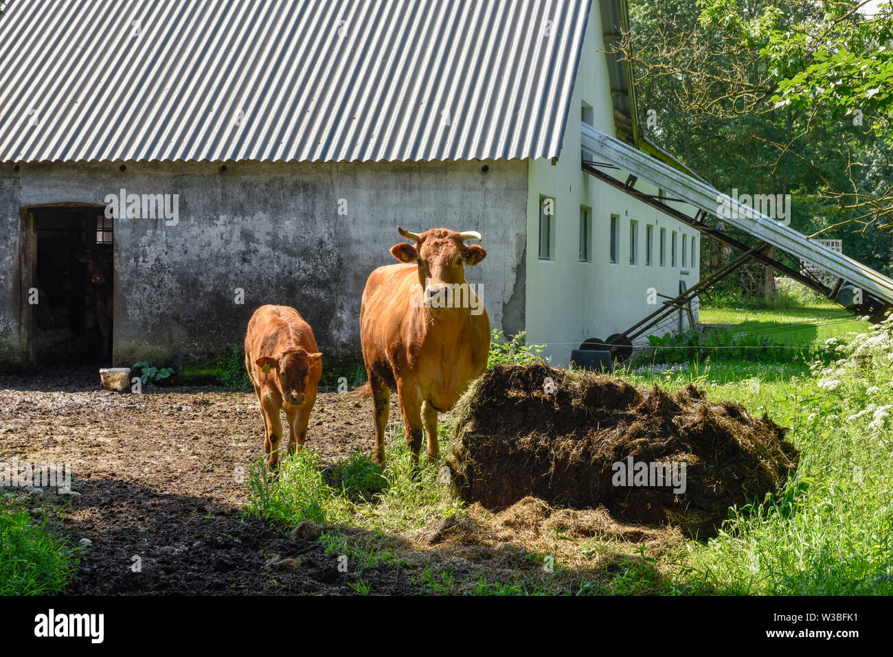Denmark farming of cattle -Fotos und -Bildmaterial in hoher Auflösung ...