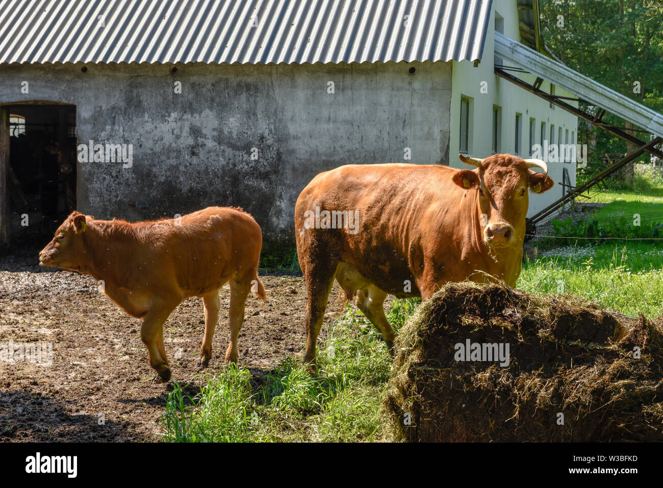 Denmark farming of cattle -Fotos und -Bildmaterial in hoher Auflösung ...