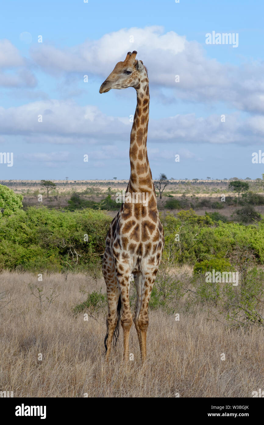 Sideways Giraffe Stockfotos und -bilder Kaufen - Alamy