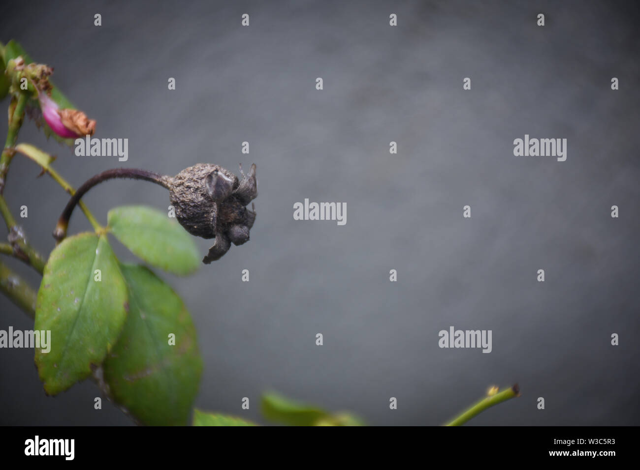Blumentopf spinne -Fotos und -Bildmaterial in hoher Auflösung – Alamy