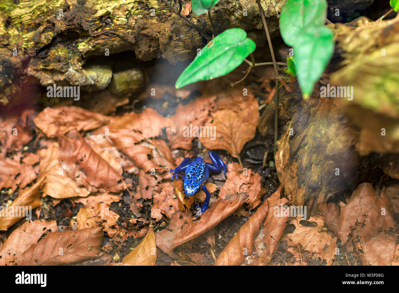 Blue Poison dart Frog auch bekannt als Dendrobates tinctorius Azureus ...