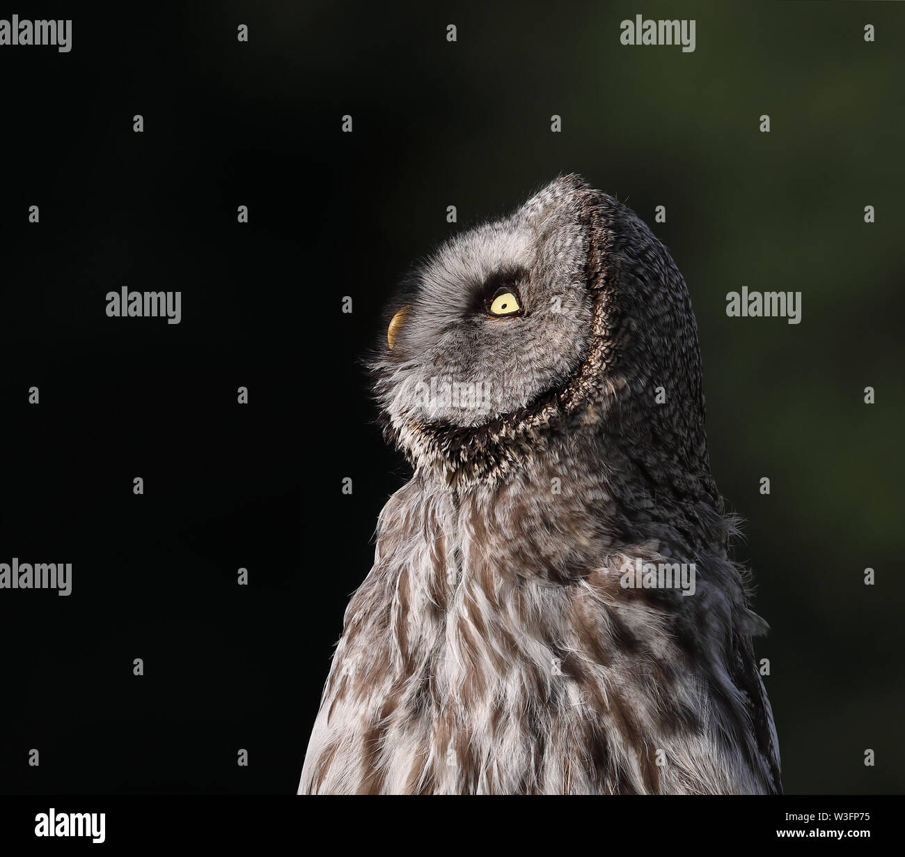 Kopf zur seite -Fotos und -Bildmaterial in hoher Auflösung – Alamy