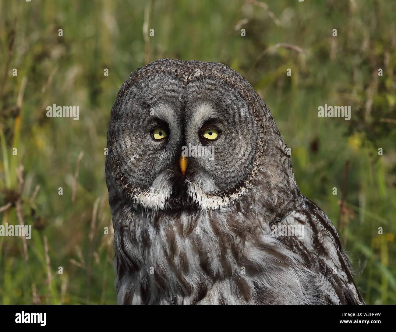 Eule Auge Stockfotos und -bilder Kaufen - Alamy