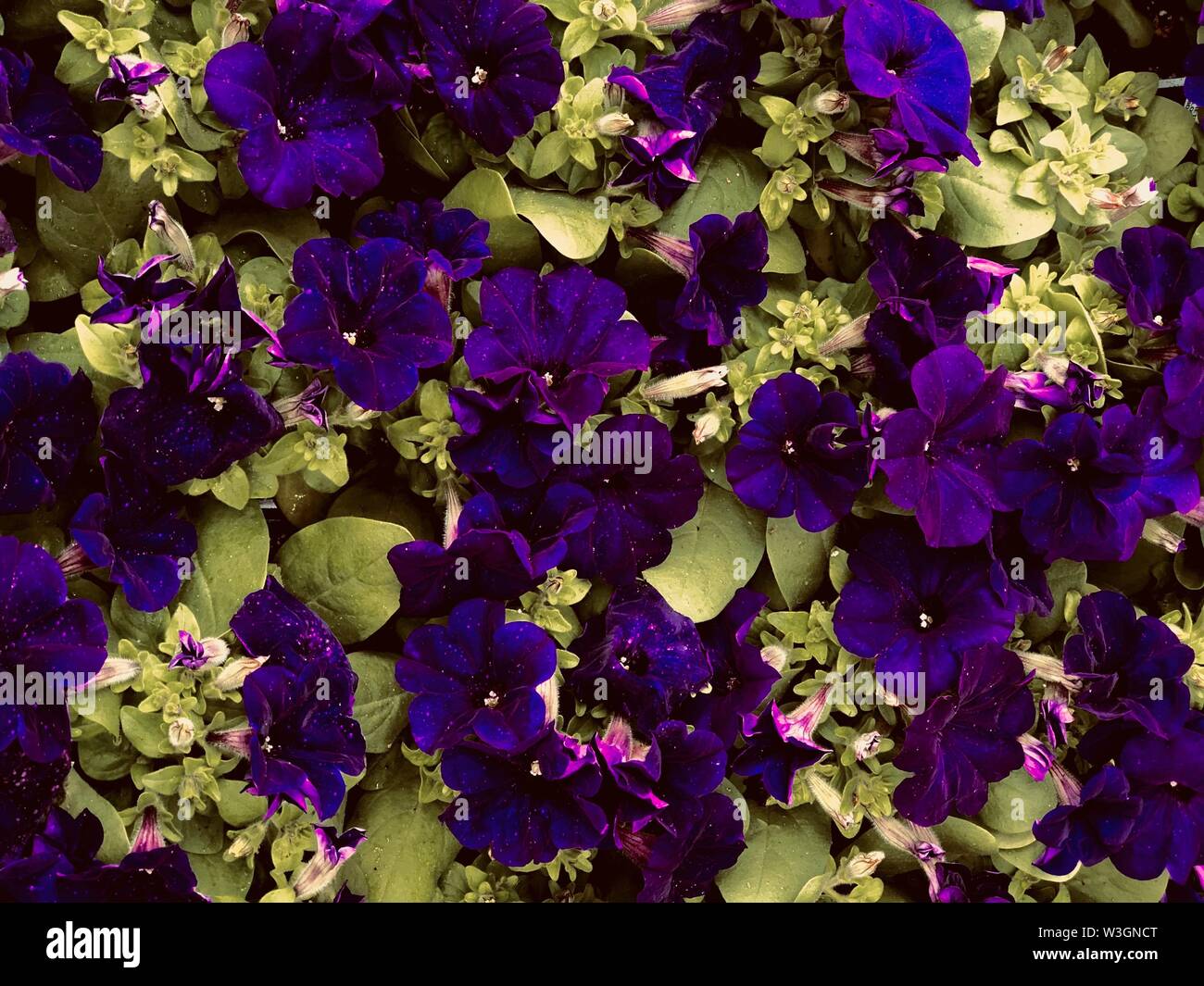 Blaue und violette stauden -Fotos und -Bildmaterial in hoher Auflösung ...