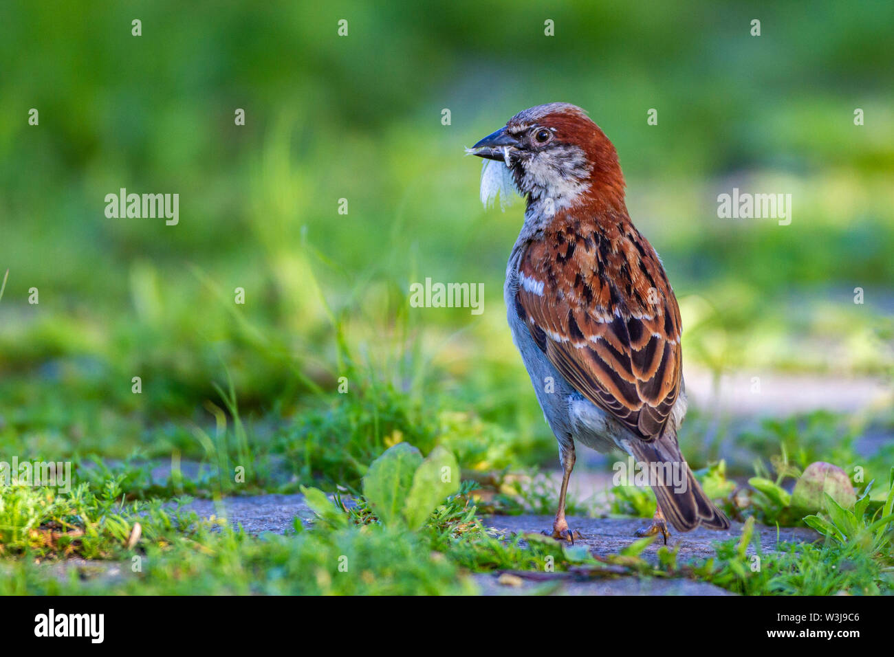 Haussperling (Passer Domesticus) Männchen Stockfotografie - Alamy