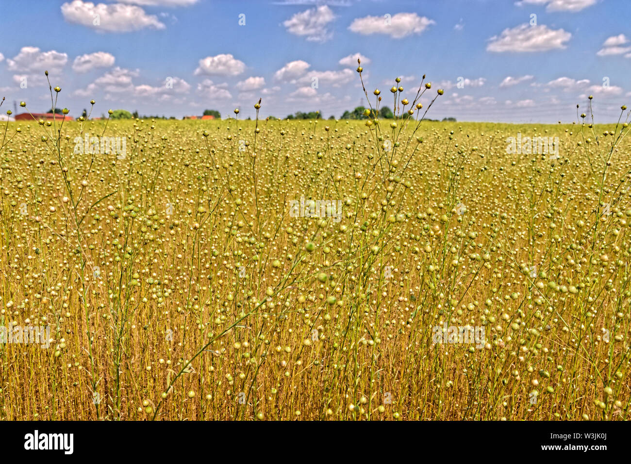 Leinsamen Pflanzen Stockfotos und -bilder Kaufen - Alamy
