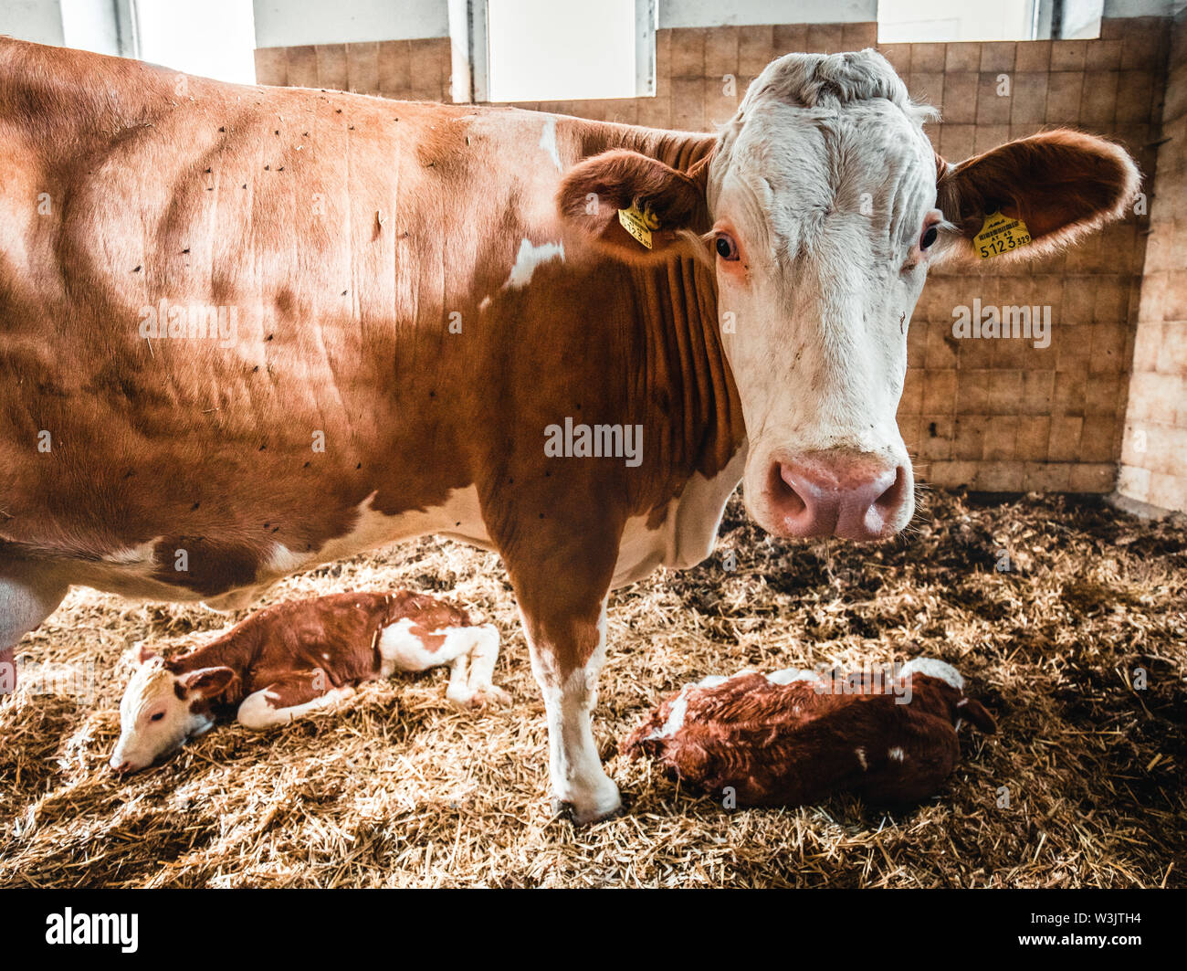 Neugeborenes Kalb mit seiner Mutter in einem Stall in Österreich ...