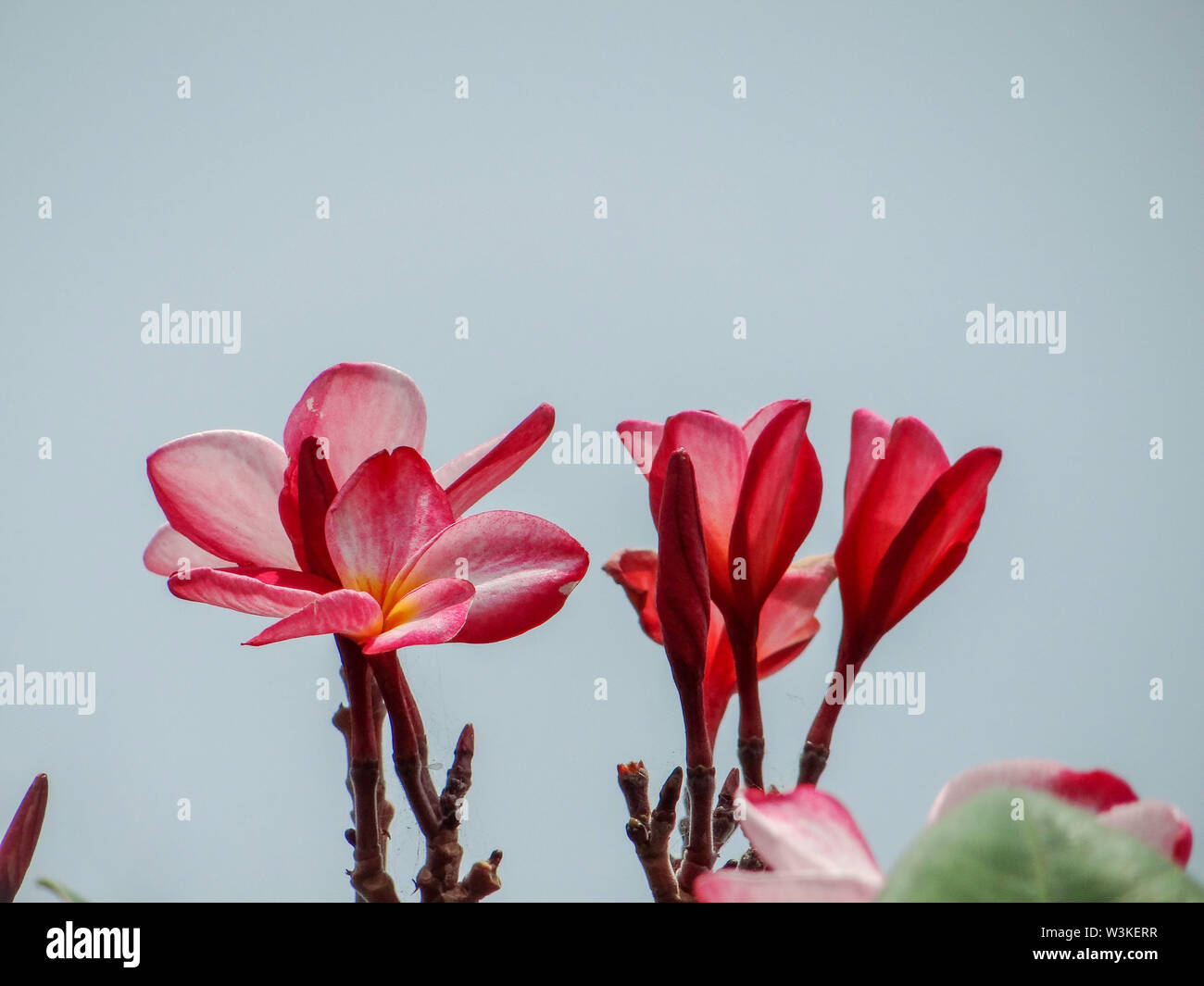 Roter frangipani -Fotos und -Bildmaterial in hoher Auflösung – Alamy