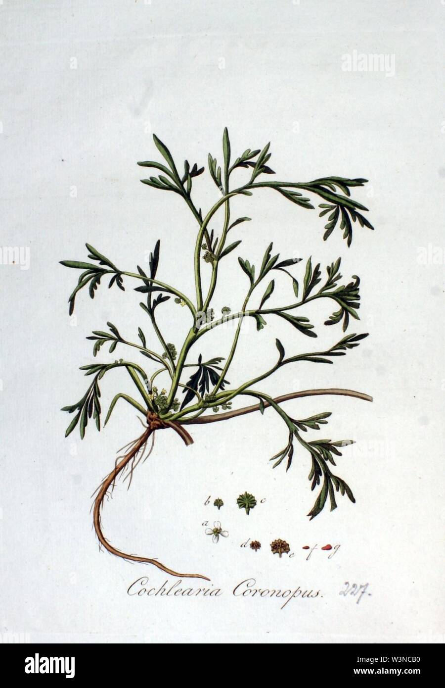 Cochlearia coronopus -Fotos und -Bildmaterial in hoher Auflösung – Alamy