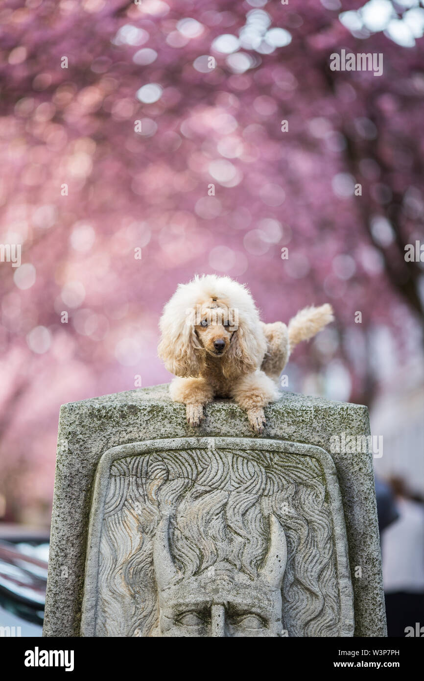 Rosa pudel -Fotos und -Bildmaterial in hoher Auflösung – Alamy