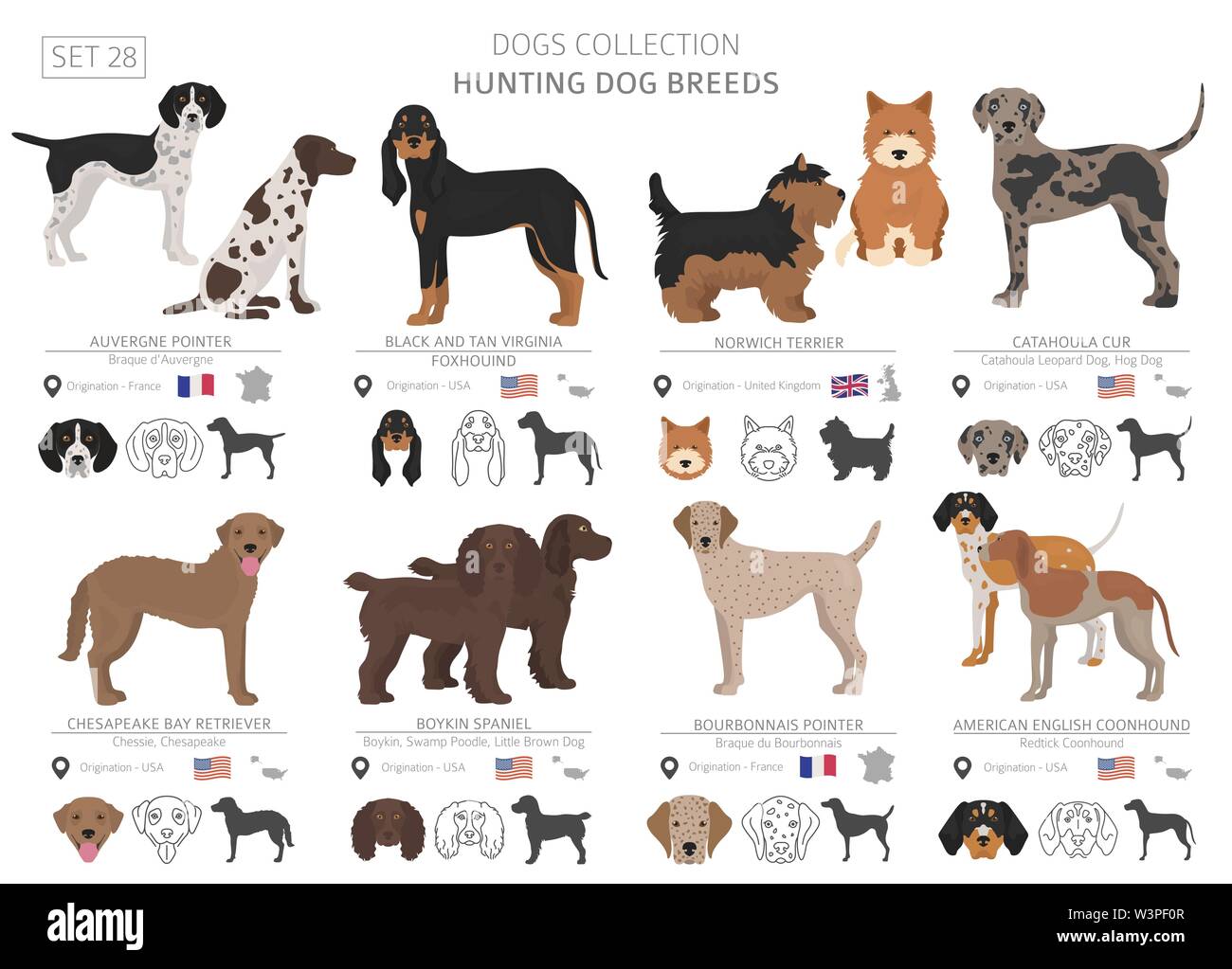 Jagdhunde Sammlung isoliert auf Weiss. Flat Style. Andere Farbe und ...