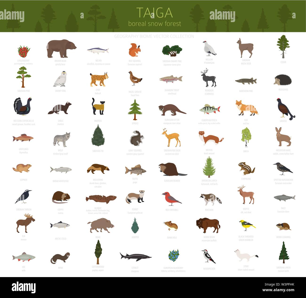 Taiga Pflanzen Und Tiere