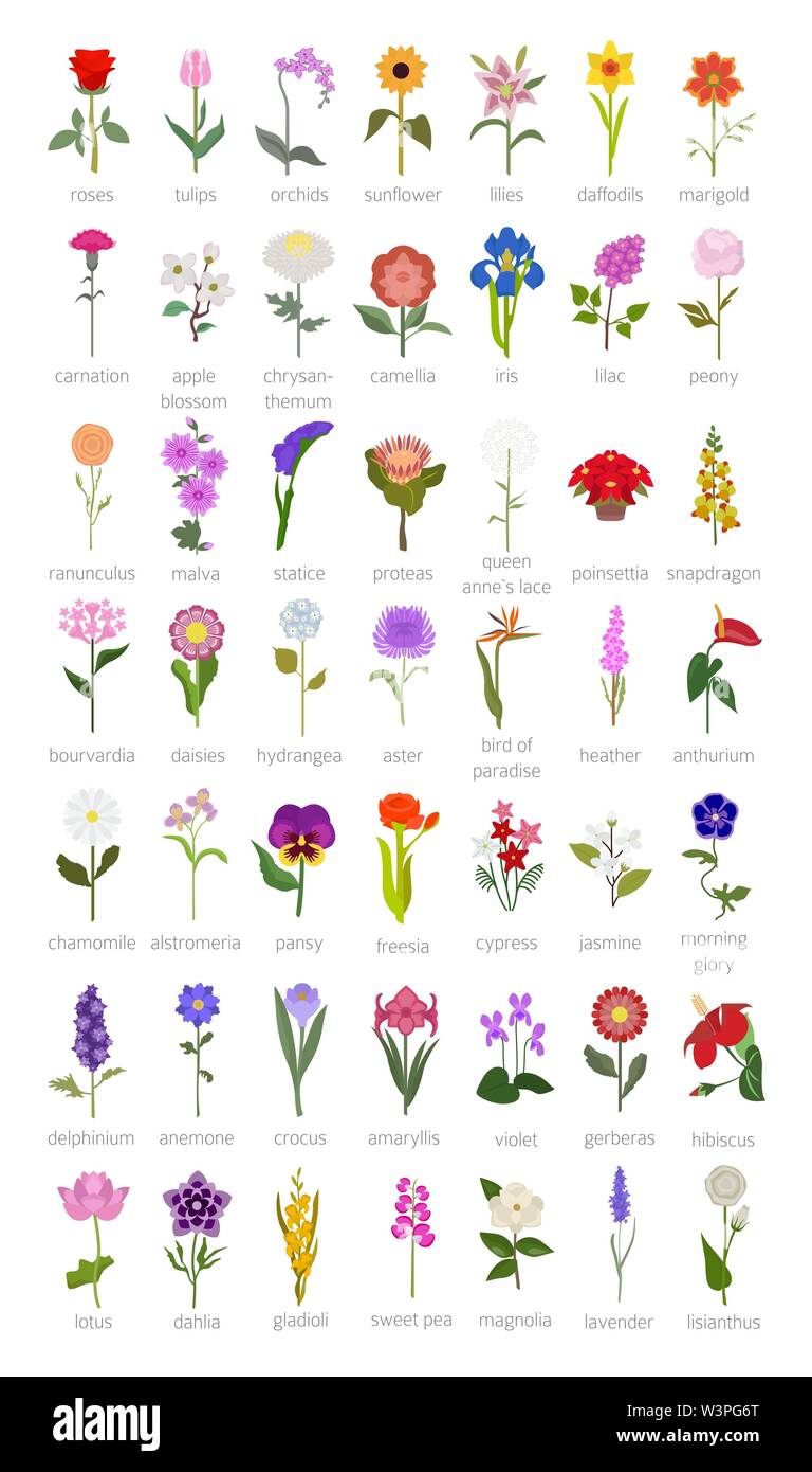 Ihr Garten guide. Top 50 der beliebtesten Blumen Infografik. Vector ...