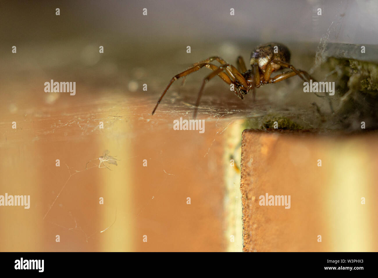 Braune schwarze witwe -Fotos und -Bildmaterial in hoher Auflösung – Alamy