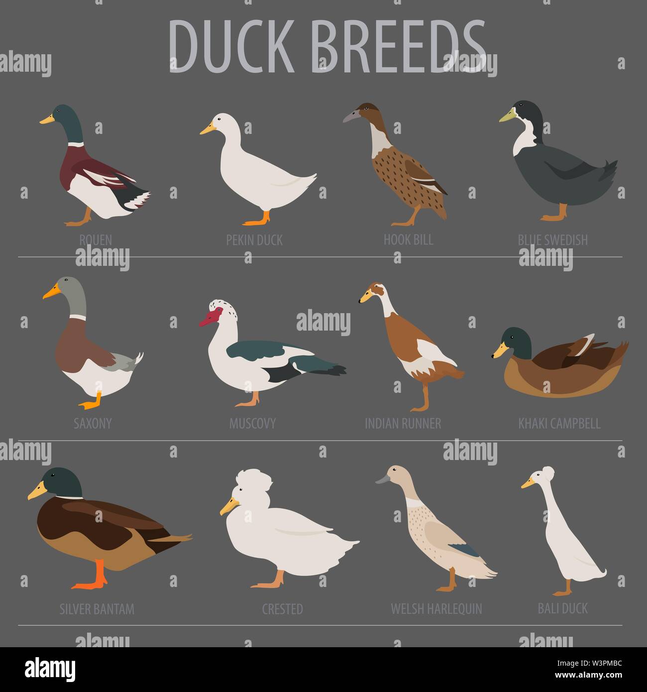 Geflügelzucht. Ente brütet Icon-Set. Flaches Design. Vektor ...