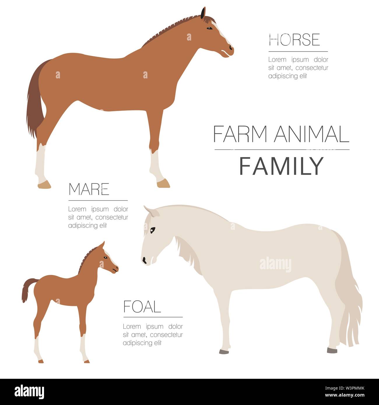 Pferd Landwirtschaft Infografik Vorlage. Hengst, Stute, Fohlen Familie ...