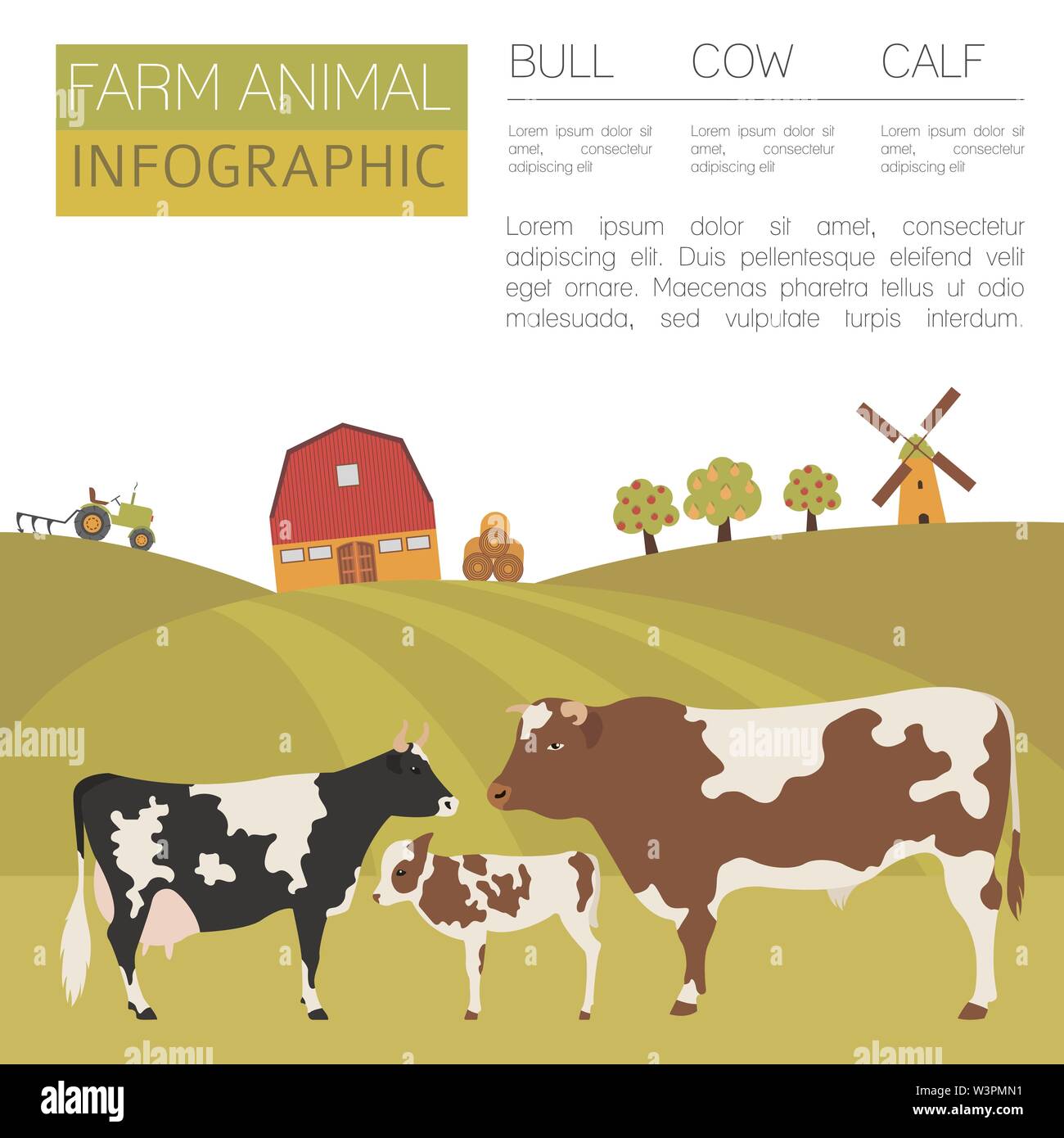 Die rinderzucht Infografik Vorlage. Kuh, Bulle, Kalb Familie. Flache ...