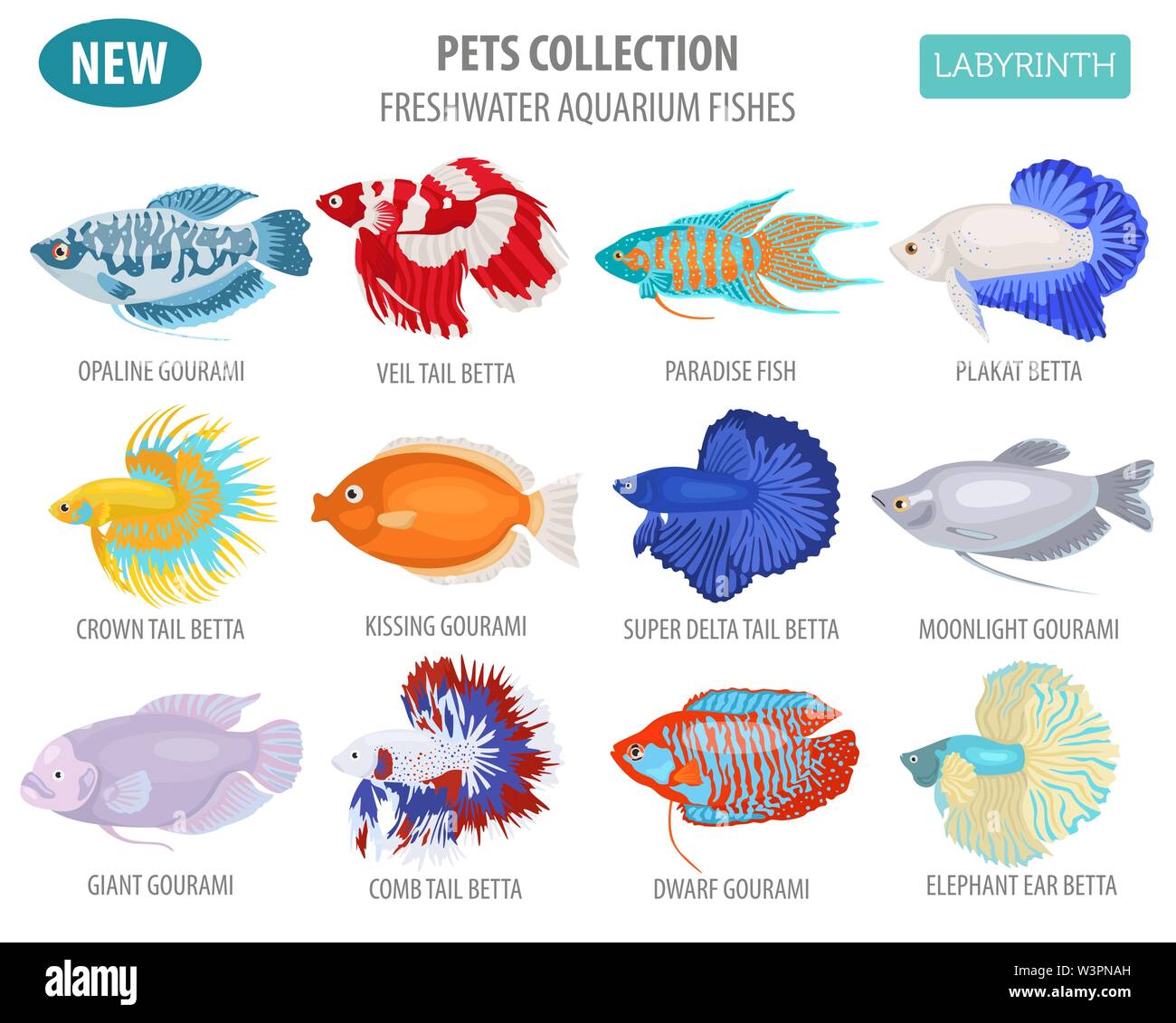 Riesen gourami fisch Stock-Vektorgrafiken kaufen - Alamy