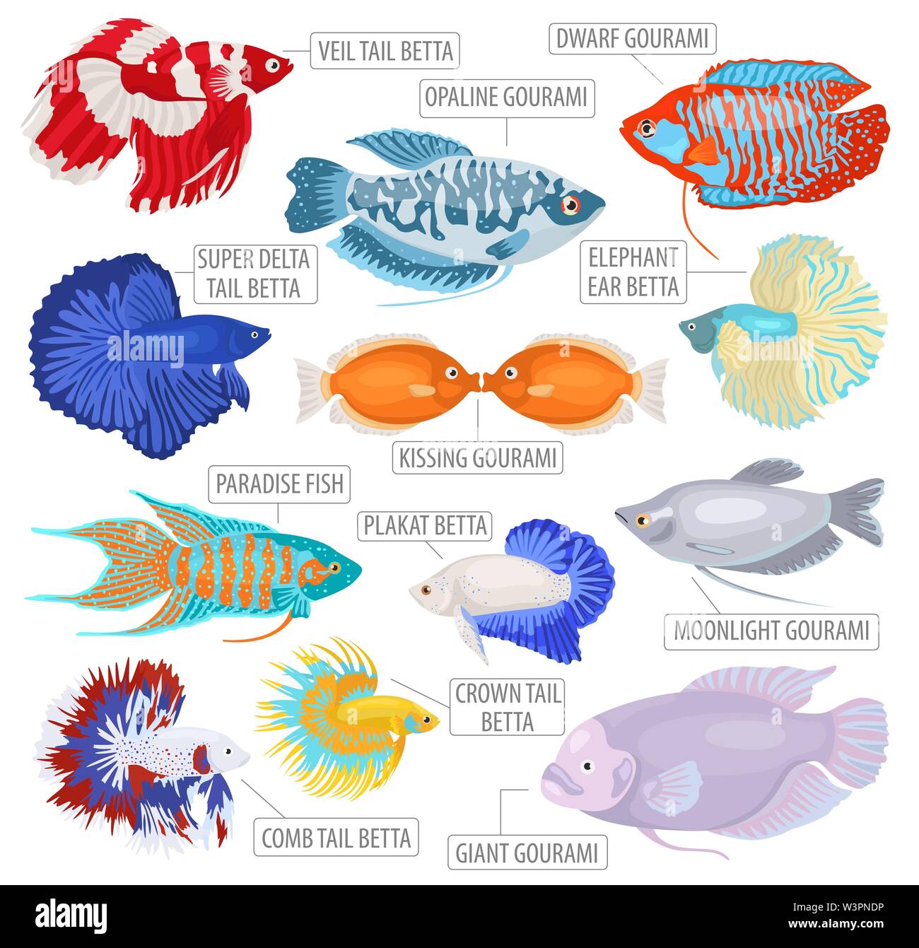 Labyrinth fische Stock-Vektorgrafiken kaufen - Seite 2 - Alamy