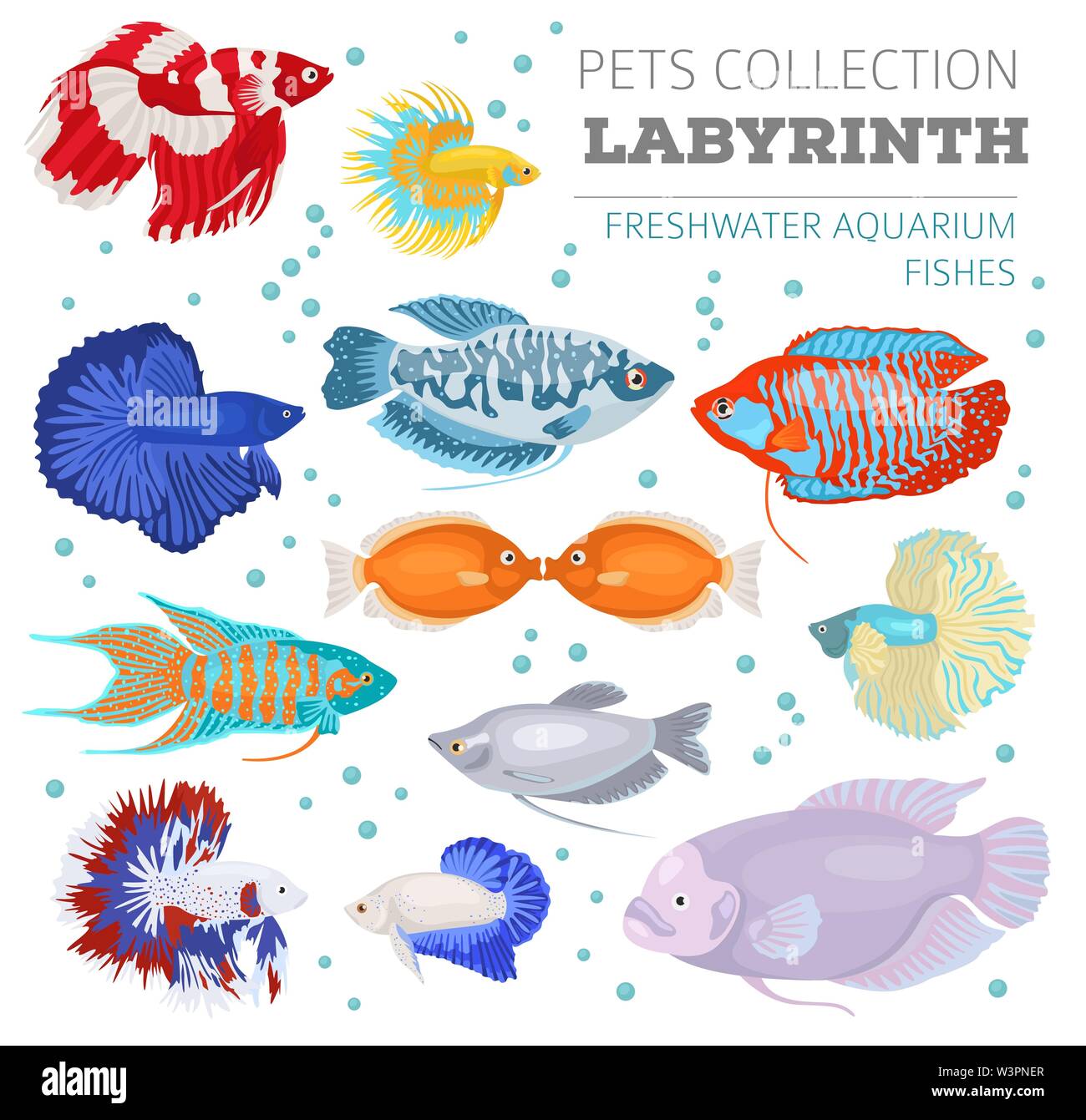 Süßwasser-Aquarium Fische Rassen Icon Set Flat Style isoliert auf Weiss ...