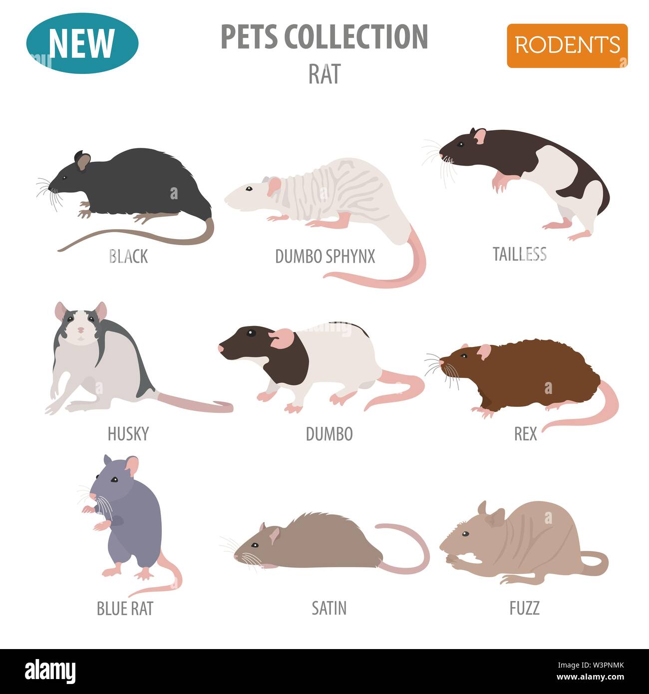 Ratte Rassen Icon Set Flat Style isoliert auf Weiss. Nagetiere Sammlung ...