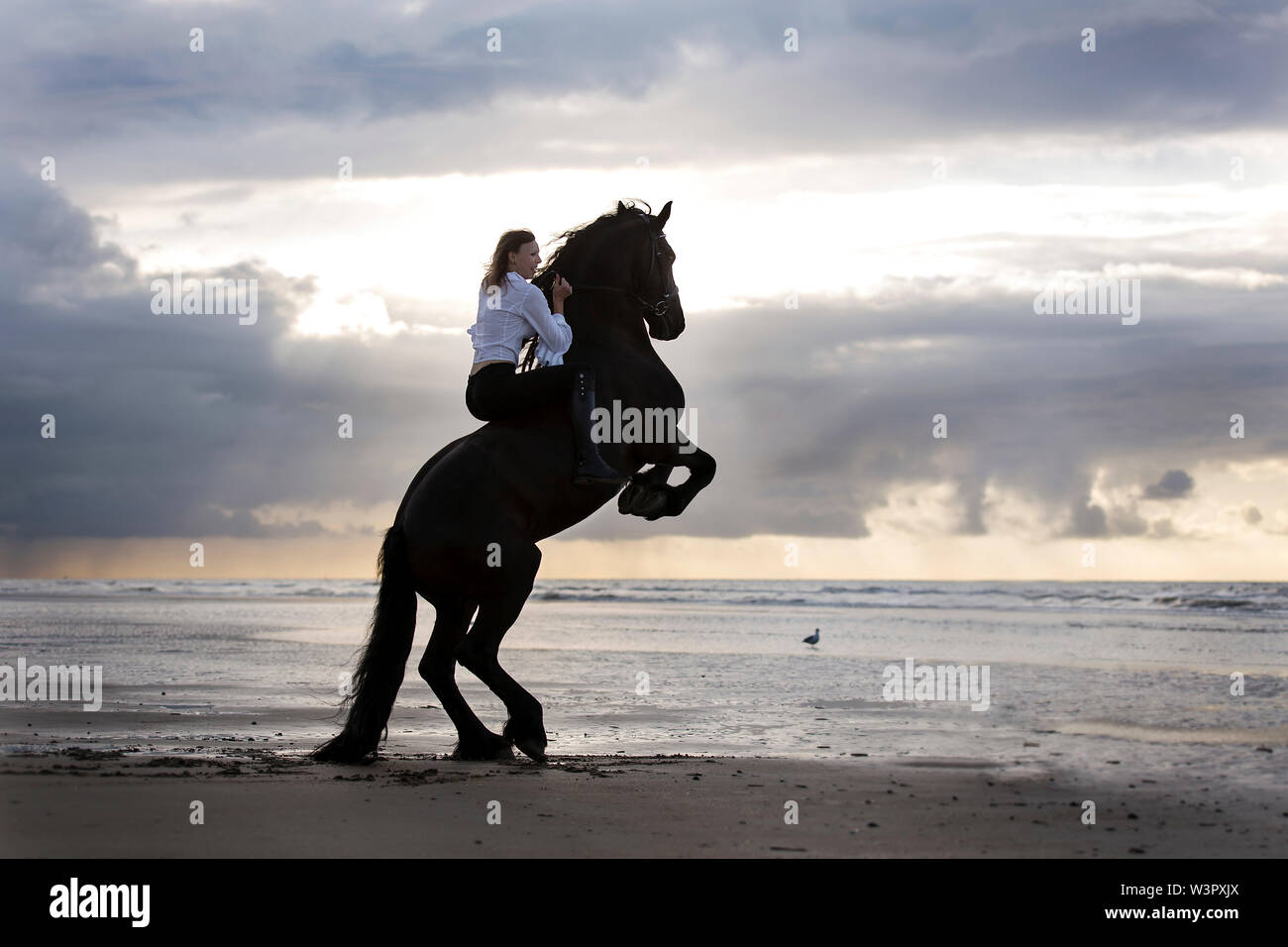 Woman riding friesian horse -Fotos und -Bildmaterial in hoher Auflösung ...