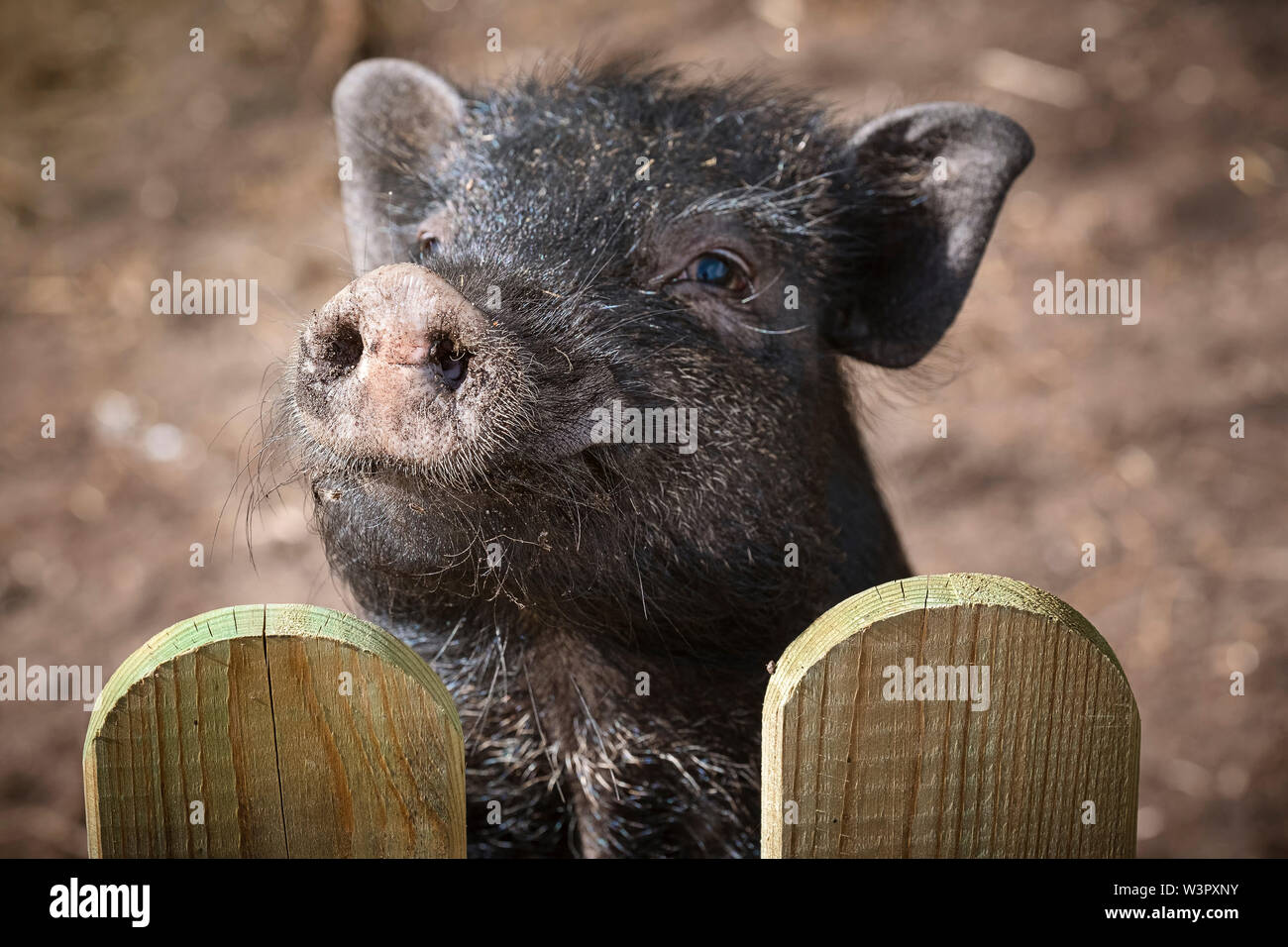 Miniature pig -Fotos und -Bildmaterial in hoher Auflösung – Alamy