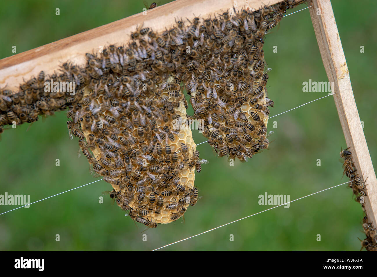 Europäische Honigbiene, Westliche Honigbiene (Apis mellifera, Apis ...