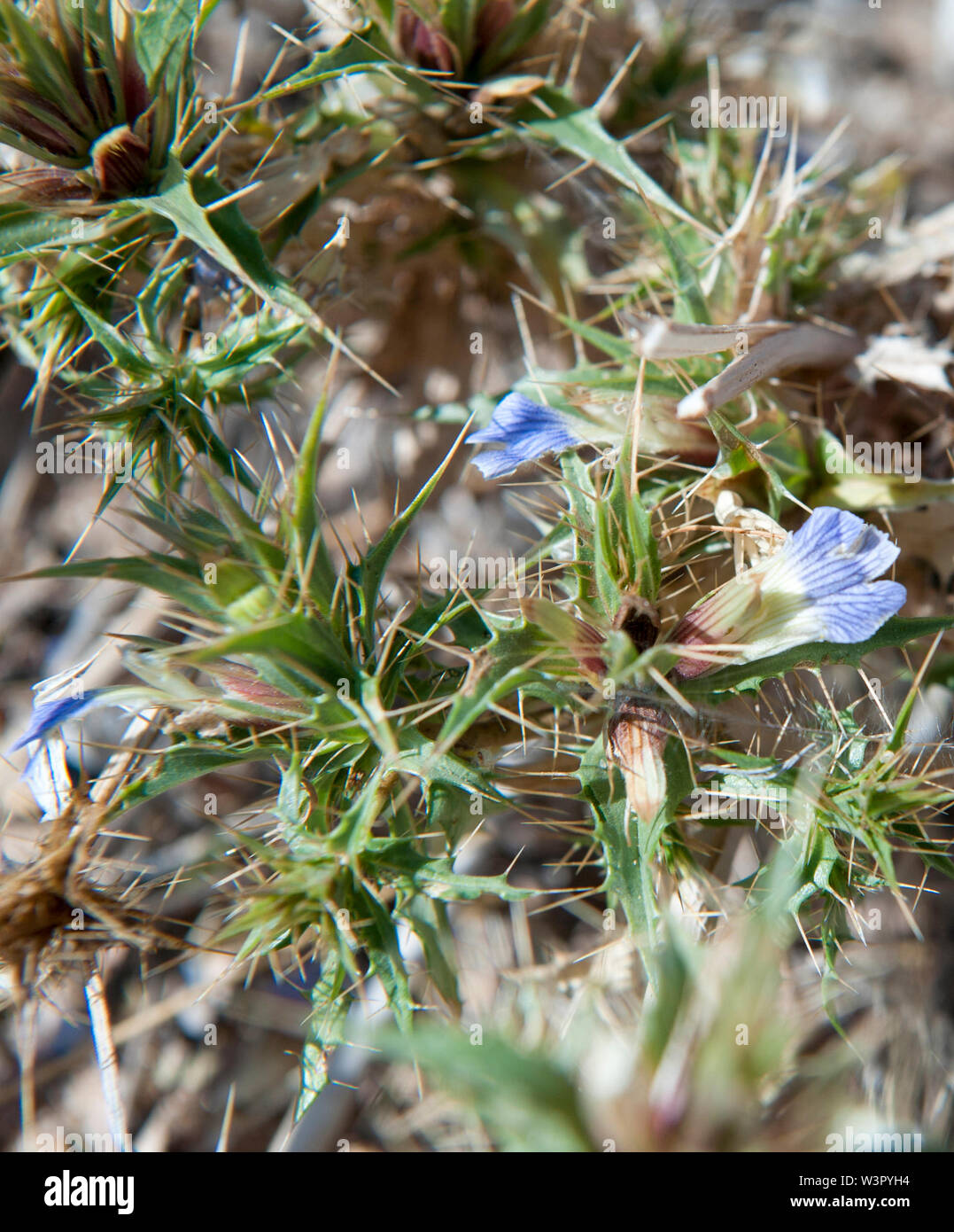 Namib Desert Bloom Stockfotos und -bilder Kaufen - Alamy
