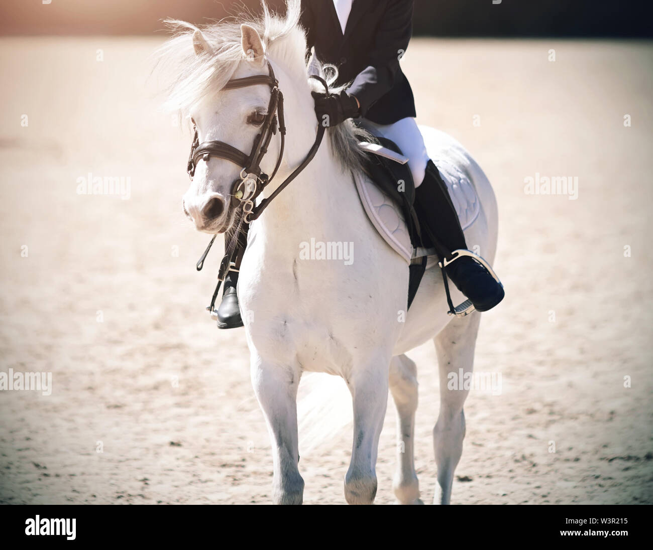 Dressurreiterin mit gerte -Fotos und -Bildmaterial in hoher Auflösung ...