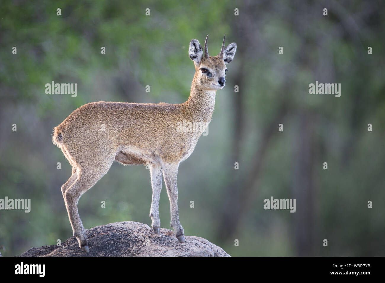 Klipspringer antilope -Fotos und -Bildmaterial in hoher Auflösung – Alamy