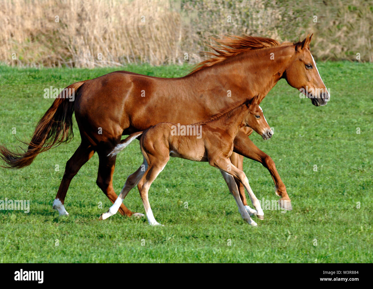 Fohlen galoppieren -Fotos und -Bildmaterial in hoher Auflösung – Alamy