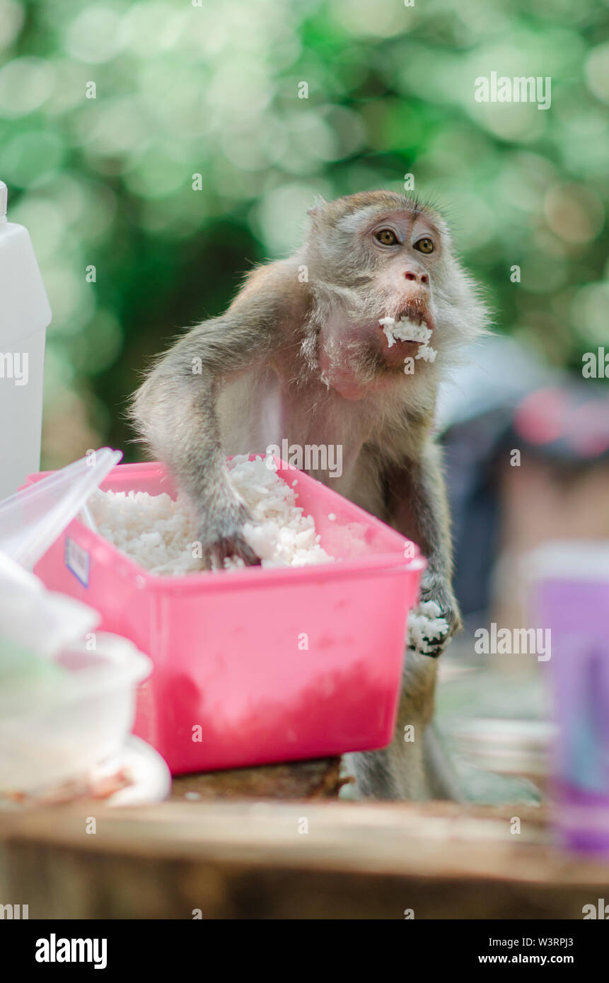 Seltsamste essen -Fotos und -Bildmaterial in hoher Auflösung – Alamy