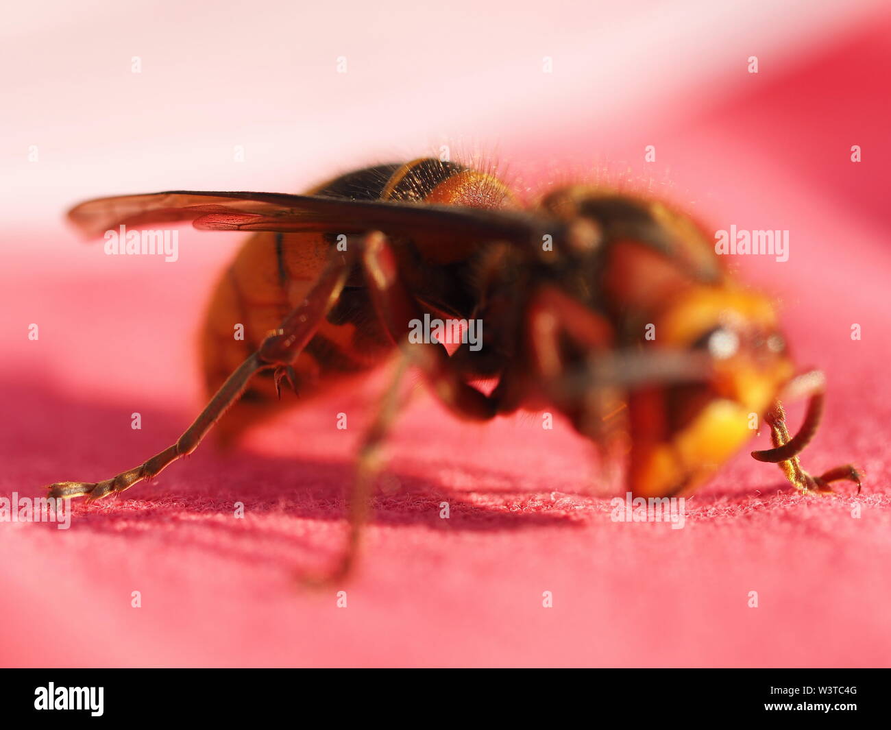 Vespine wespen -Fotos und -Bildmaterial in hoher Auflösung – Alamy