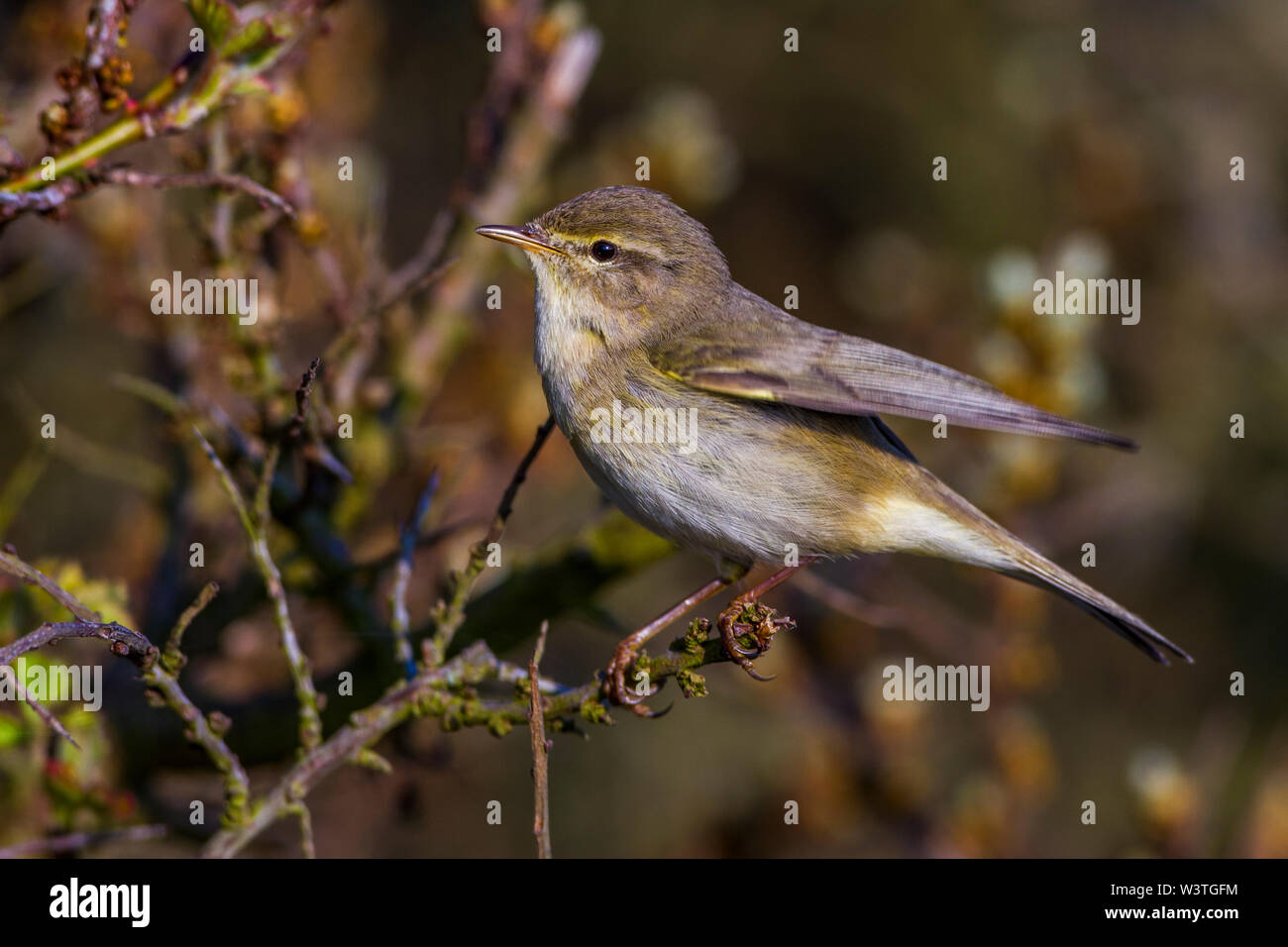 Fitis laubsanger -Fotos und -Bildmaterial in hoher Auflösung – Alamy