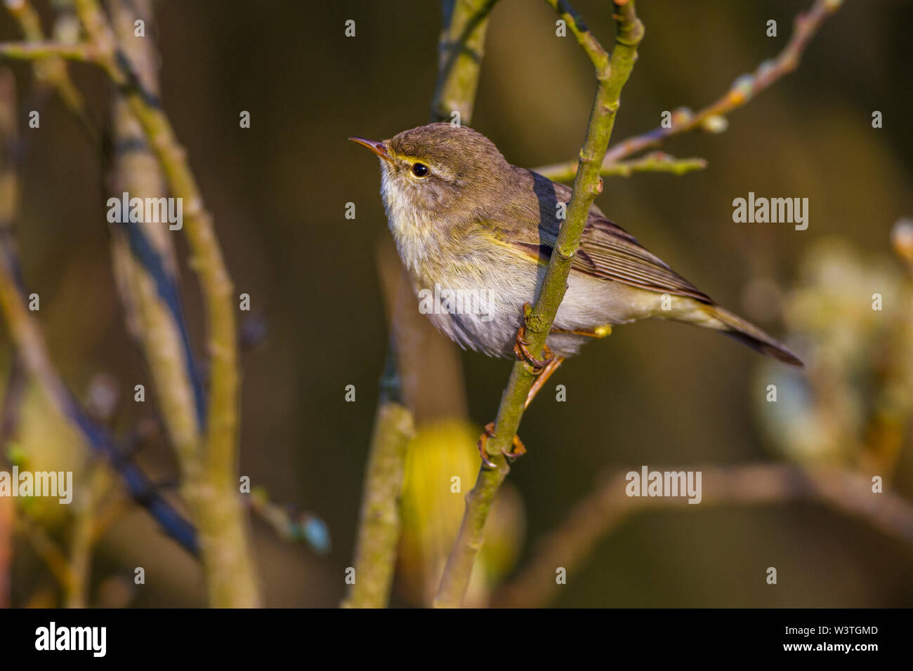 Fitis laubsanger -Fotos und -Bildmaterial in hoher Auflösung – Alamy
