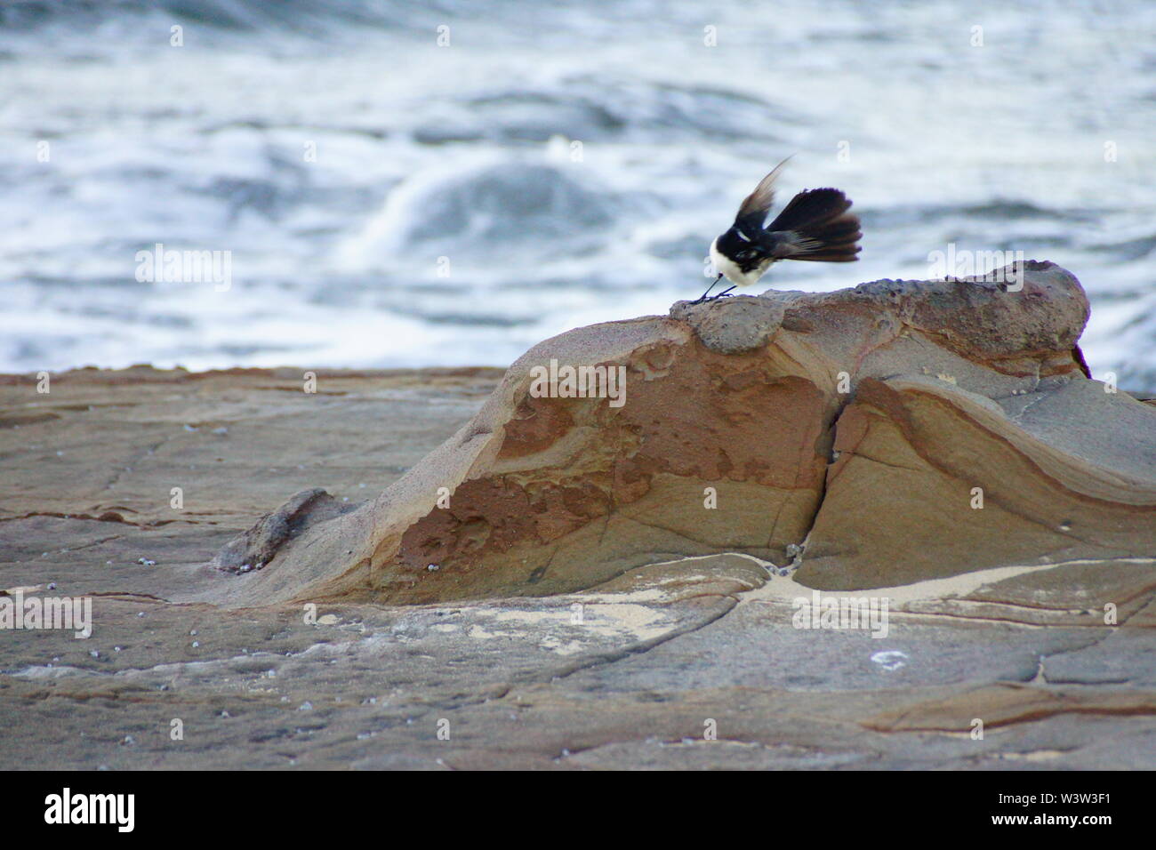 Bulli strand -Fotos und -Bildmaterial in hoher Auflösung – Alamy