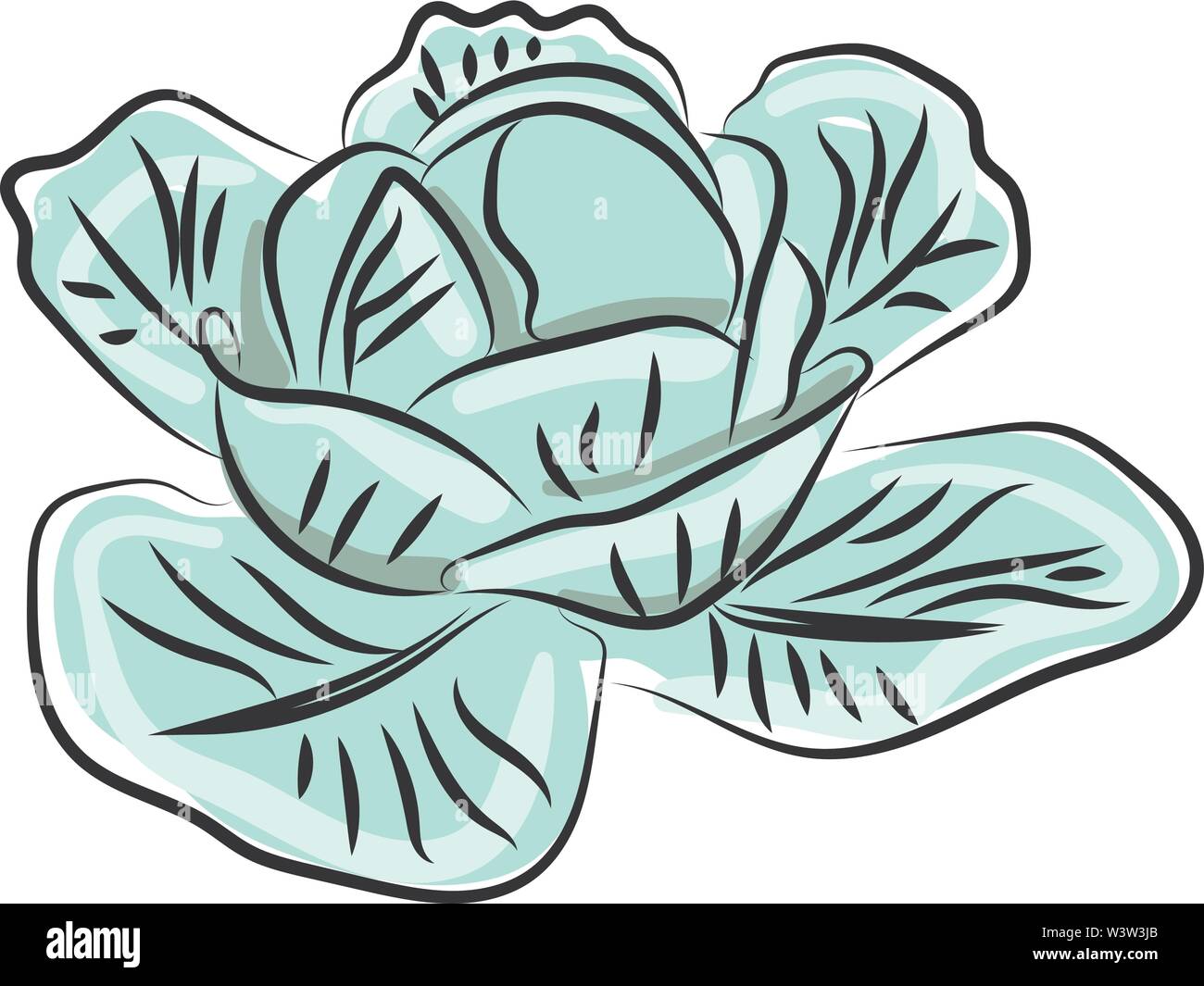 Kohl zeichnung Stock-Vektorgrafiken kaufen - Alamy