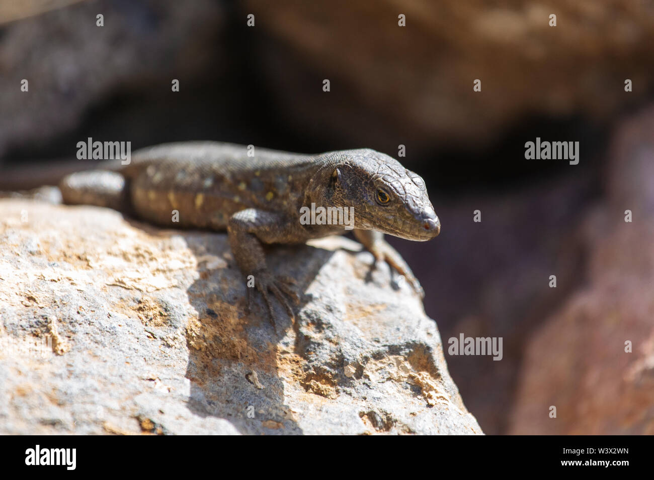 Leguan Hintergrund Stockfotos und -bilder Kaufen - Alamy