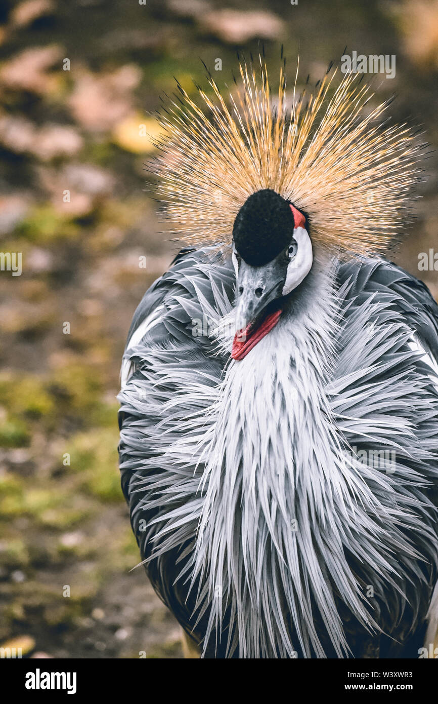 Poster vogelfoto -Fotos und -Bildmaterial in hoher Auflösung – Alamy