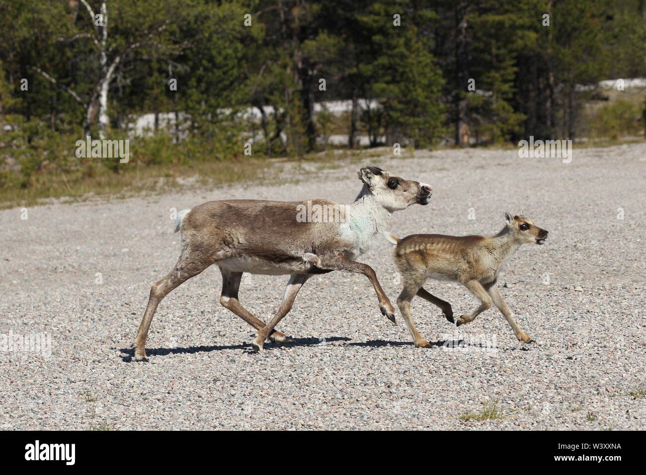 Rentier weibchen reindeer female rangifer -Fotos und -Bildmaterial in ...