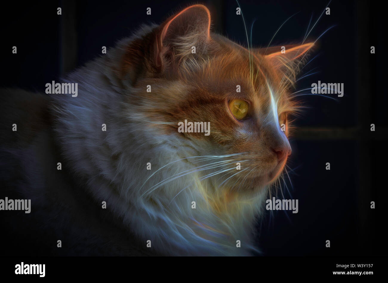 Helle katze -Fotos und -Bildmaterial in hoher Auflösung – Alamy