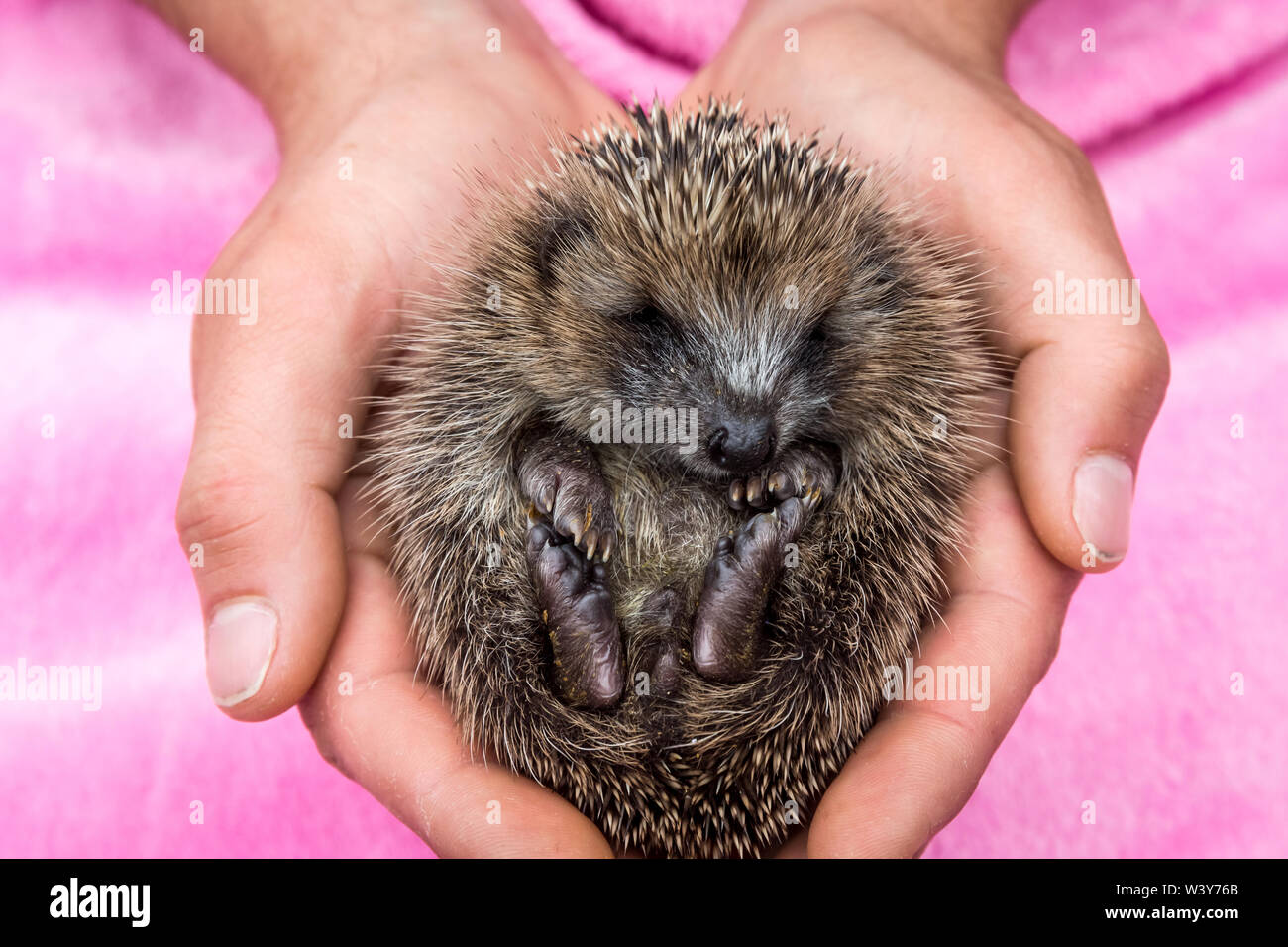 Igel, (Wissenschaftlicher Name: Erinaceus Europaeus) eine niedliche ...
