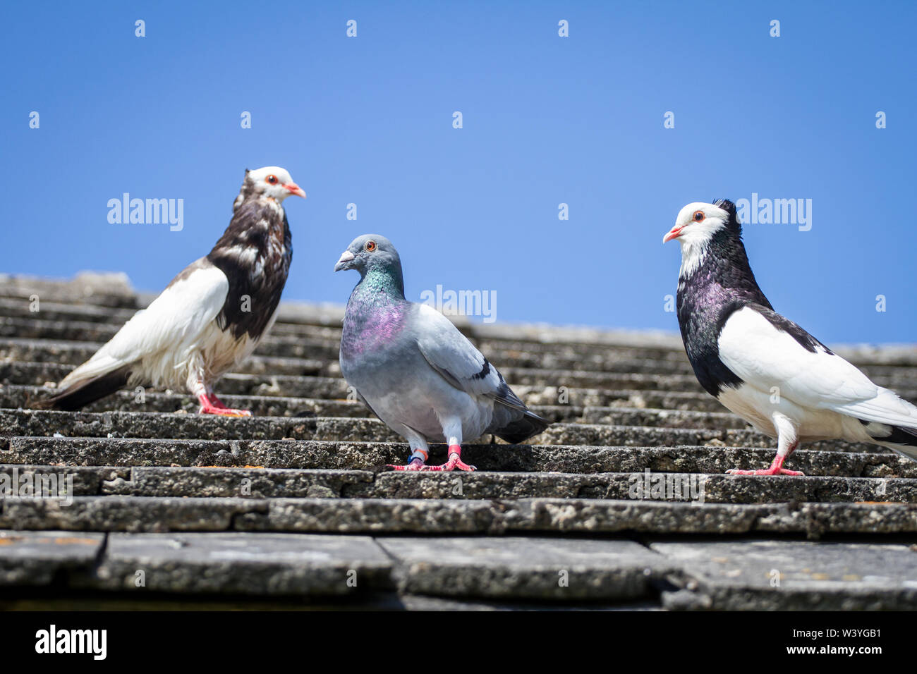Sitzende tauben -Fotos und -Bildmaterial in hoher Auflösung - Seite 2 ...