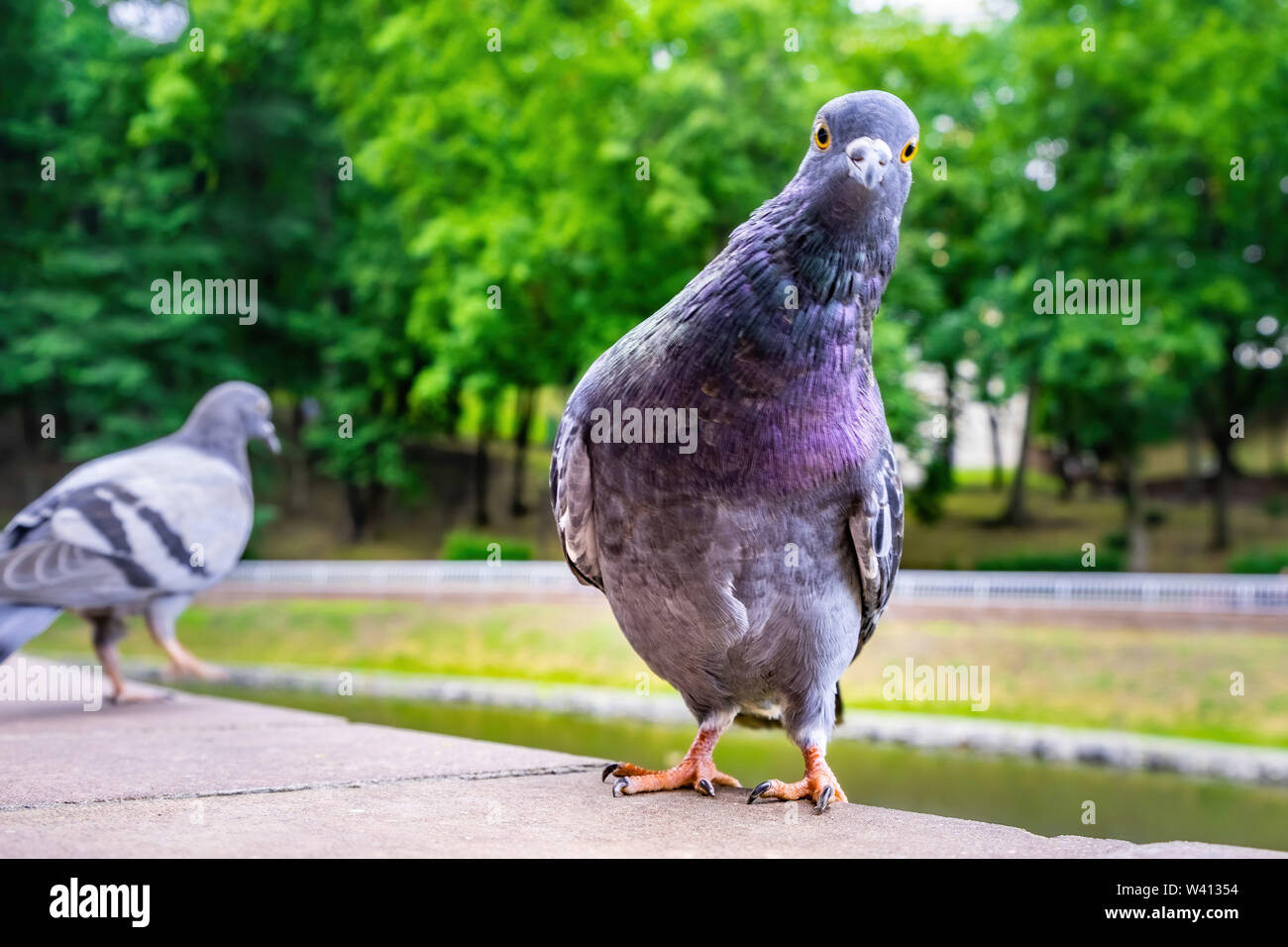 Lustige taube -Fotos und -Bildmaterial in hoher Auflösung – Alamy