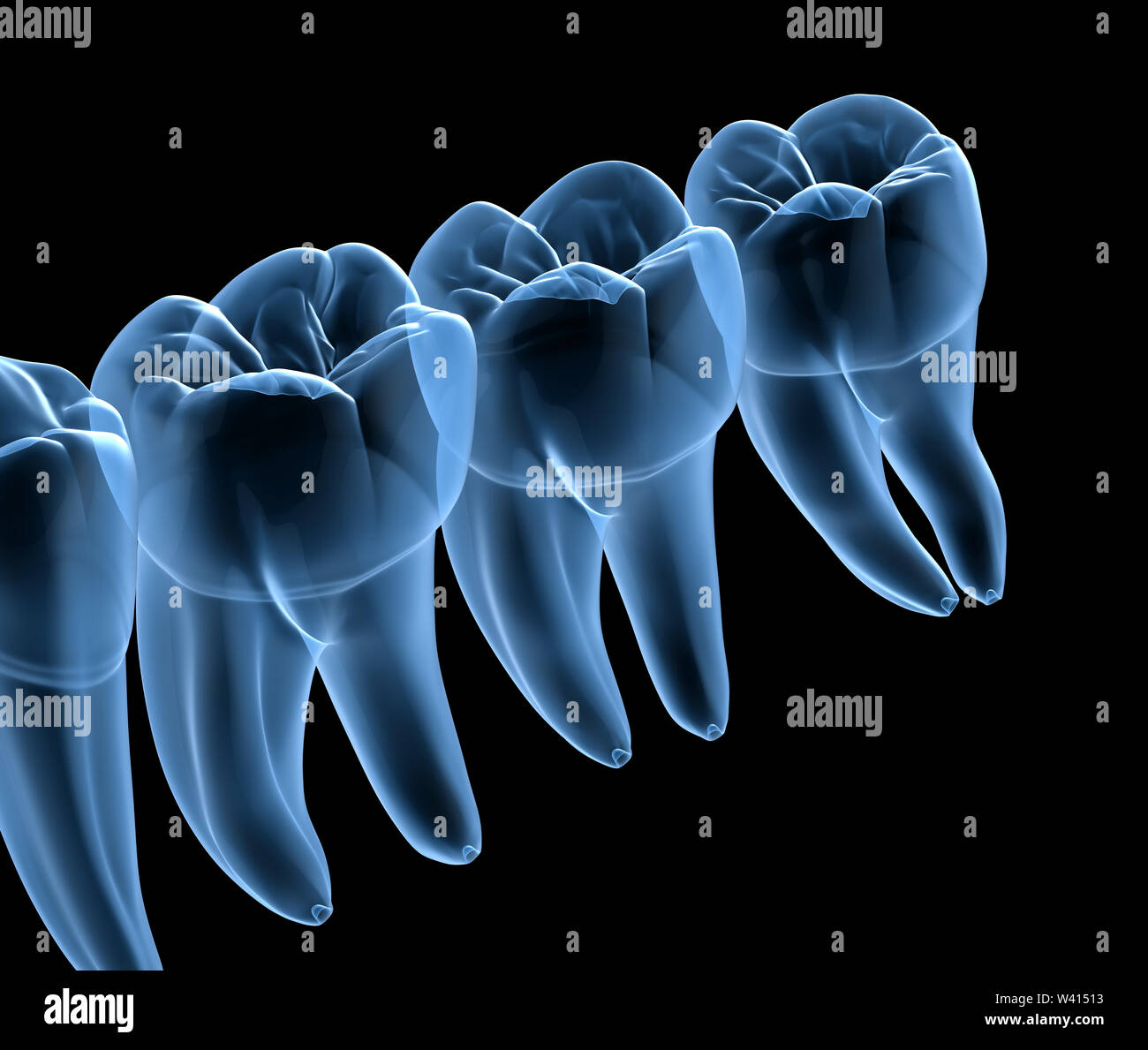 Hueso mandibular -Fotos und -Bildmaterial in hoher Auflösung – Alamy