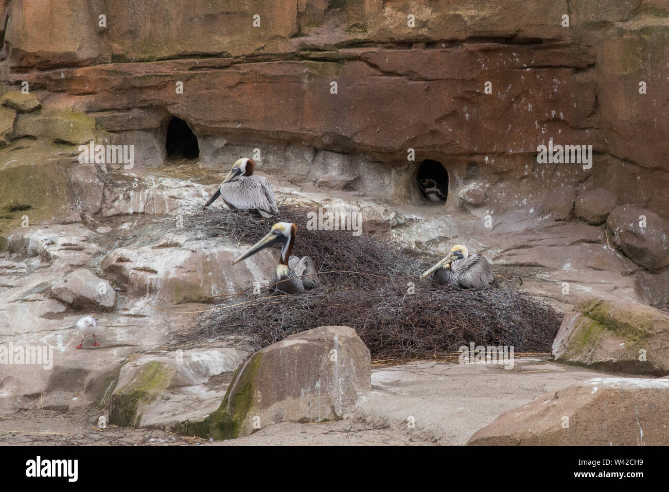 Vogelpark marlow -Fotos und -Bildmaterial in hoher Auflösung – Alamy