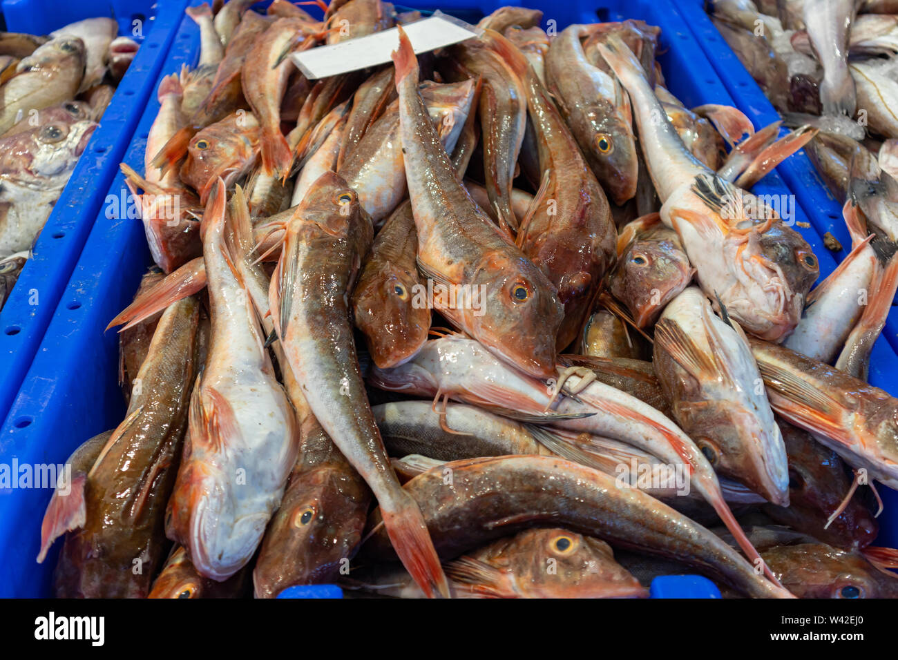 Mullet fish catch -Fotos und -Bildmaterial in hoher Auflösung – Alamy